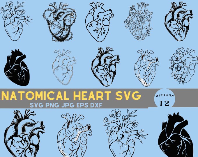 Realistic Heart Svg, Heart Svg Bundle, Anatomical Heart Svg Bundle ...