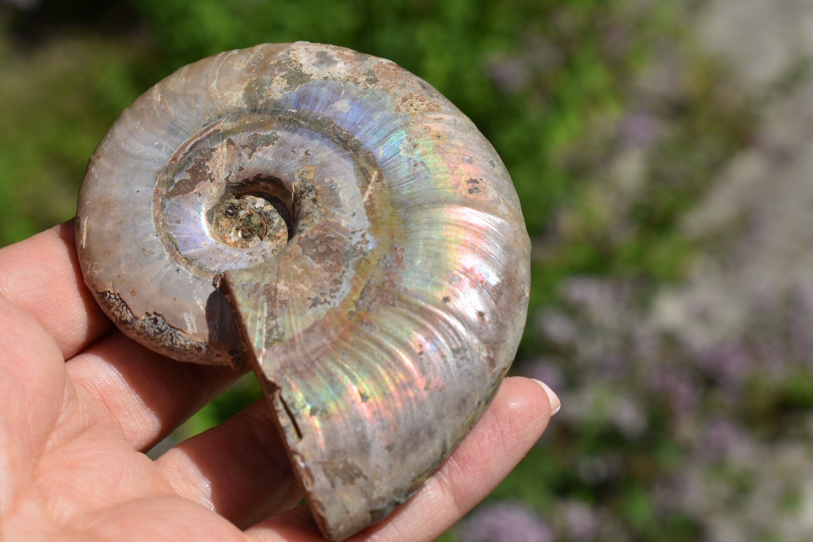 Fósil de ammonite par de amonitas enteras iridiscente | Etsy