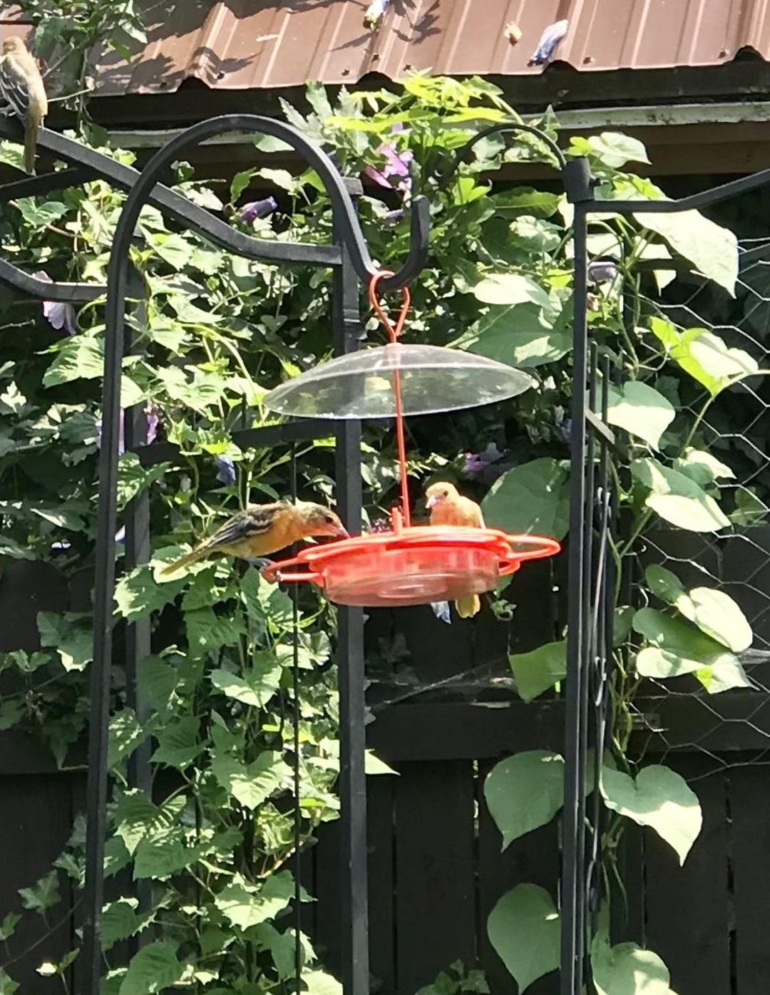 Weather Resistant All-in-one Bird Feeder Oriole Buffet Feeder With ...
