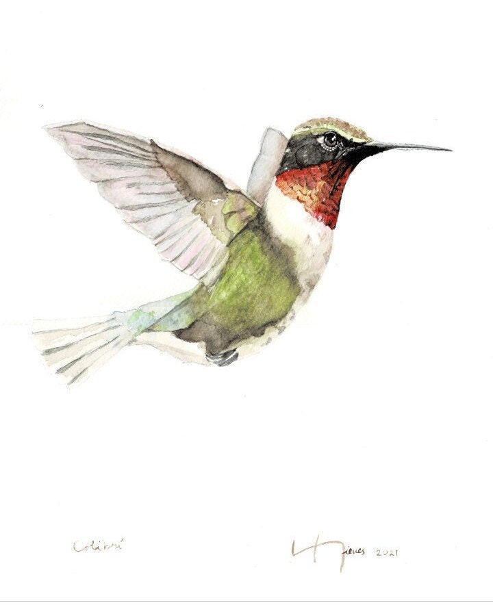 Hummingbird Watercolor- Ruby Throated Hummingbird- FINE ART PRINT From ...