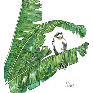 Reina Mora, Puerto Rican Spindalis, on a Banana Palm- FINE ART PRINT ...