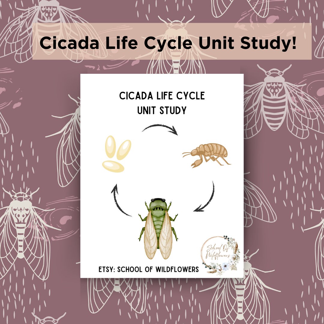 Cicada Unit Study Homeschool Montessori Insects Digital Worksheets ...