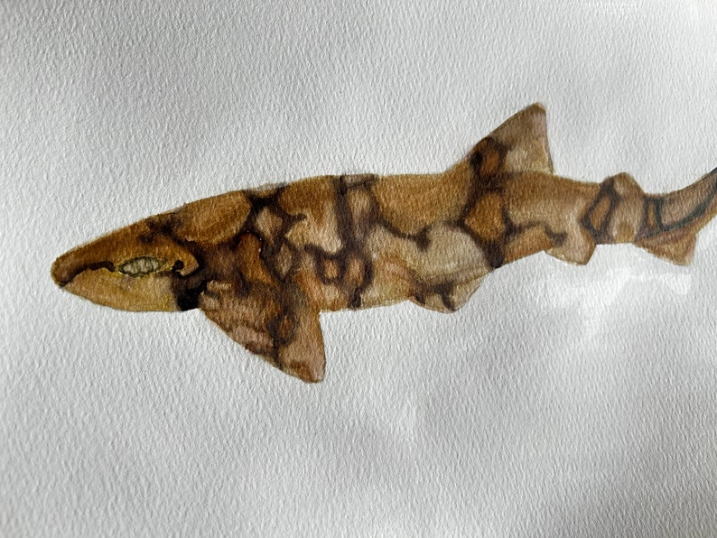 Original Watercolor Painting - Chain Cat Shark (scyliorhinus Retifer ...