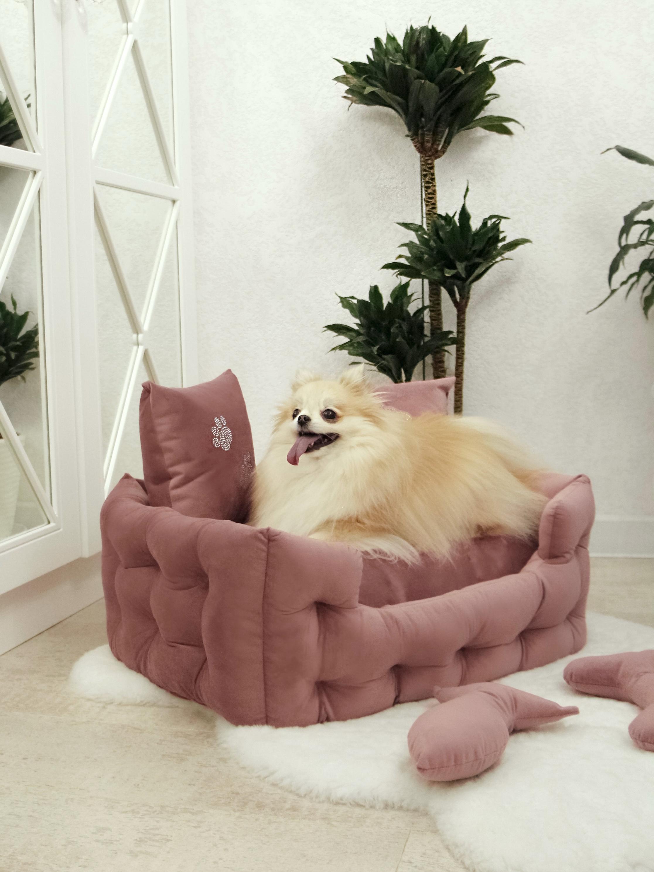 Trendy Pet Bed for Dog or Cat, Soft Comfortable Furniture for Dogs or ...