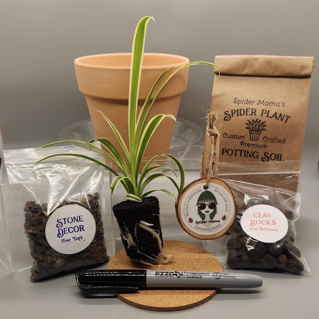 Spider Plant Adoption Kit - Everything Included! FS - Etsy