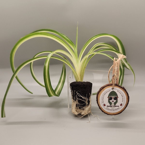 Spider Plant - Etsy