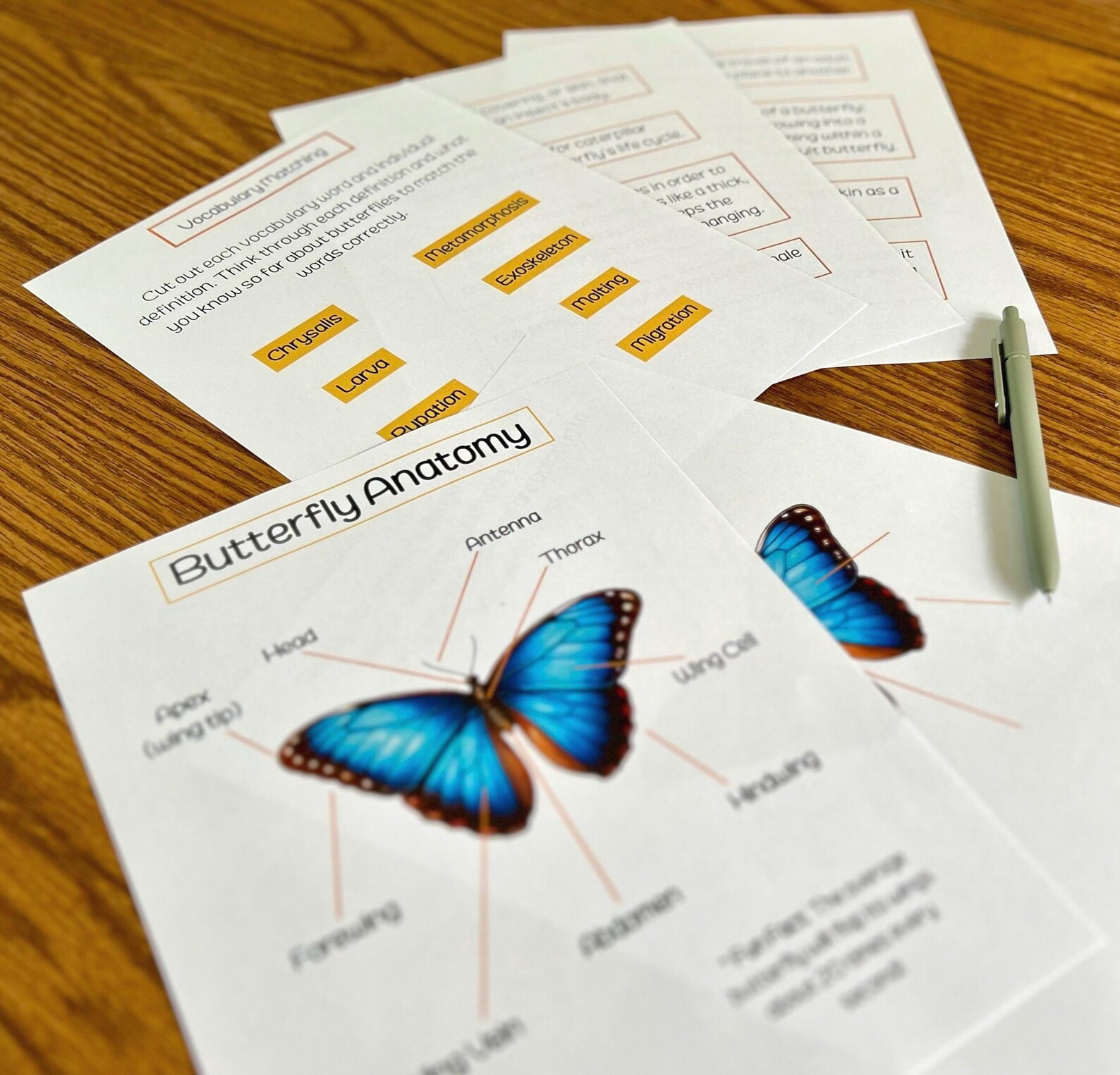 Butterfly Basics Learning Bundle - Etsy