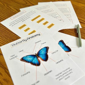 Butterfly Basics Learning Bundle - Etsy