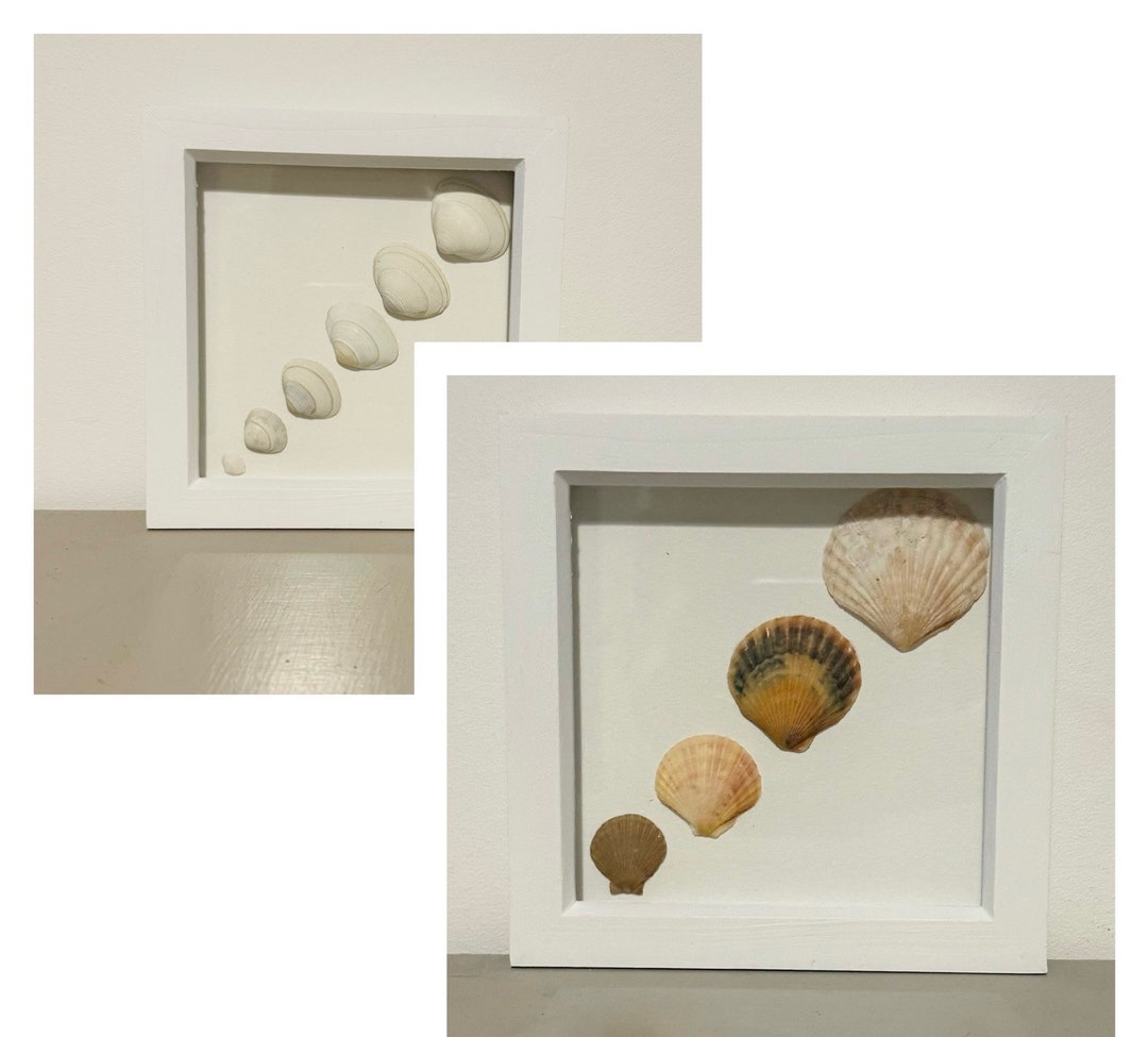 Set of Devon Seashell Framed Art - Etsy