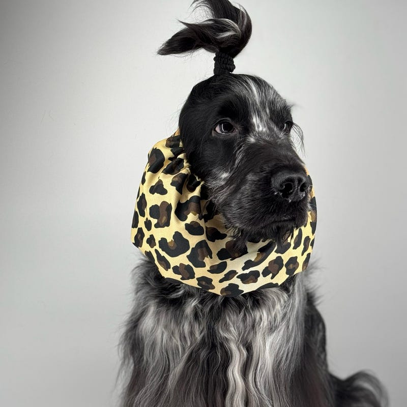 Cavalier Dog Snood - Etsy
