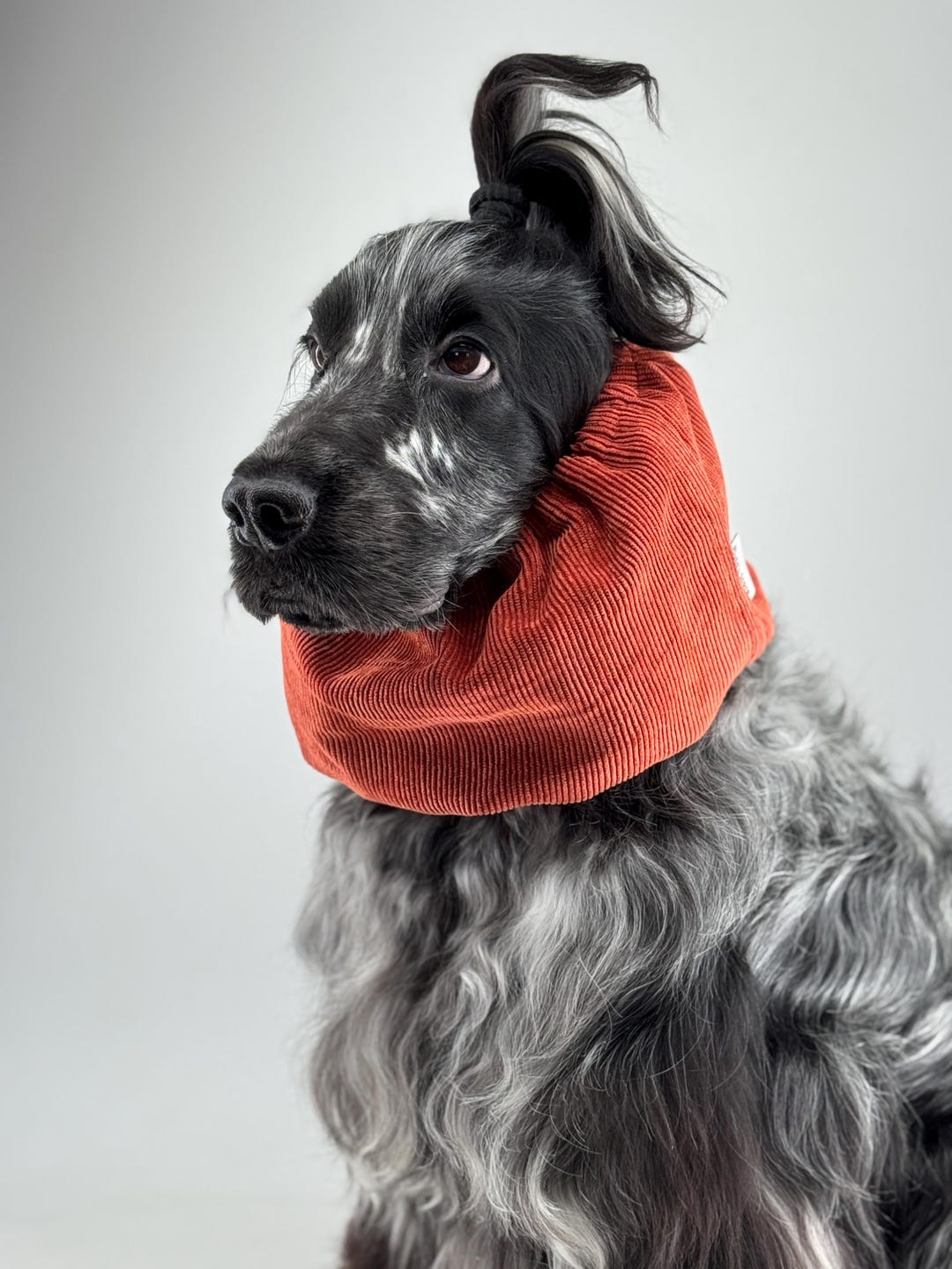 Snood en Velours Cuivre Chic & Élegant Spaniel Cavalier Cocker Tour de ...