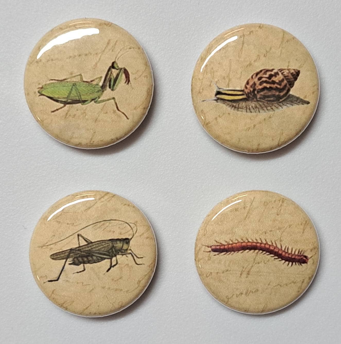 Insects and Creepy Crawlies Illustrations on Antique Background 1 Inch ...