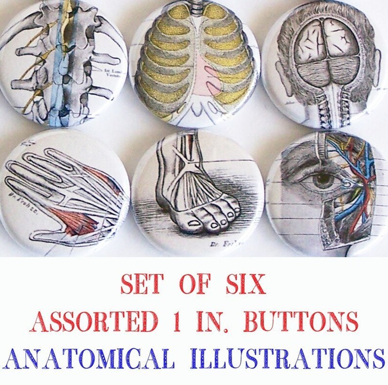Vintage Anatomy Drawings 1 Inch Pinback Buttons - Set of Six (6) - Etsy