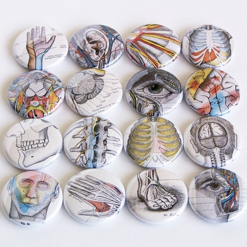 Vintage Anatomy Drawings 1 Inch Pinback Buttons - Set of Six (6) - Etsy