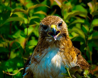 Red Tailed Hawk Digital Images for Instant Download Wildlife ...