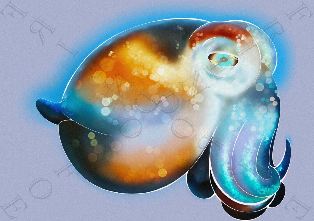 Cuttlefish | Digital Downloadable | Art | Decorative Arts | Digital Image - Etsy