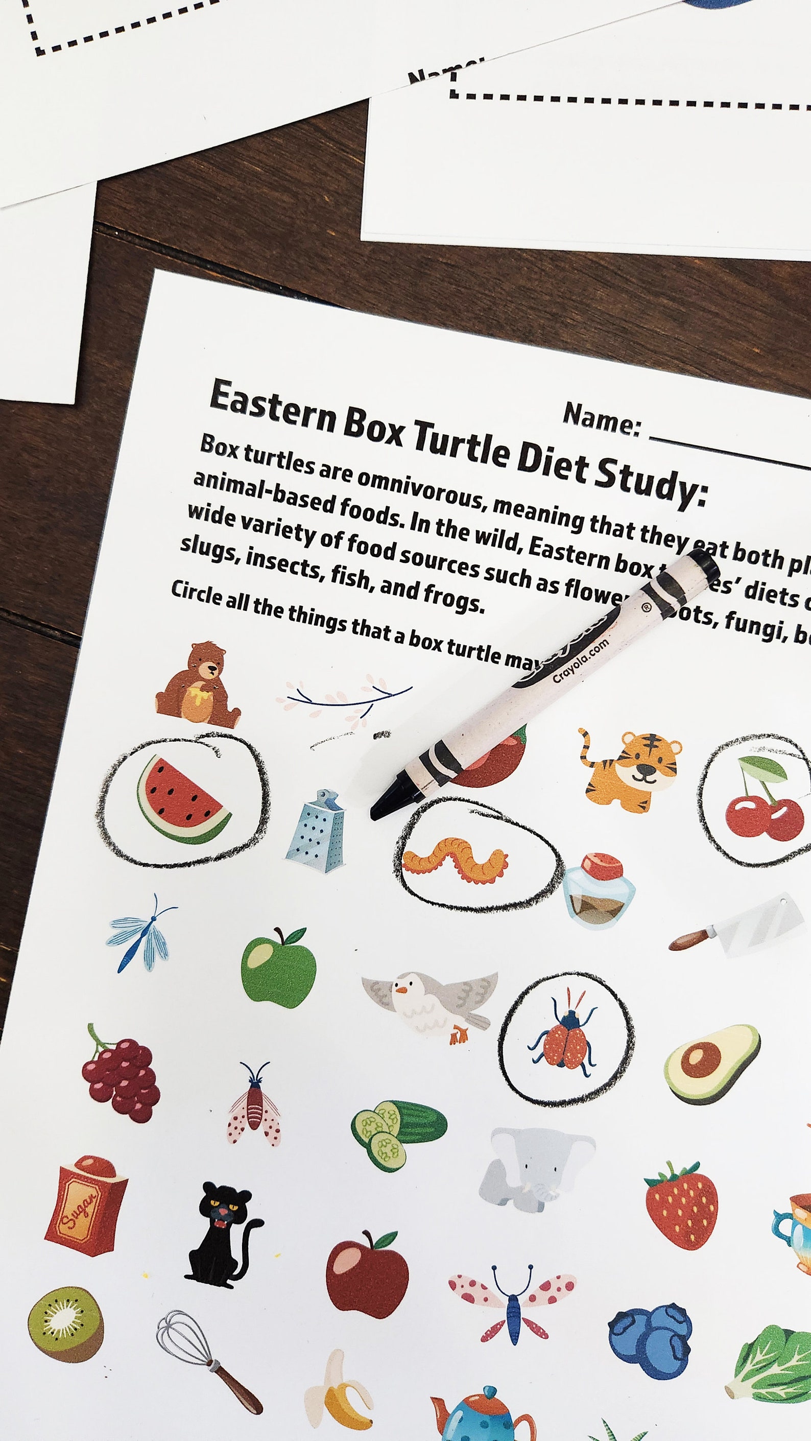 Eastern Box Turtle Study Unit: Homeschool Curriculum (digital Download ...