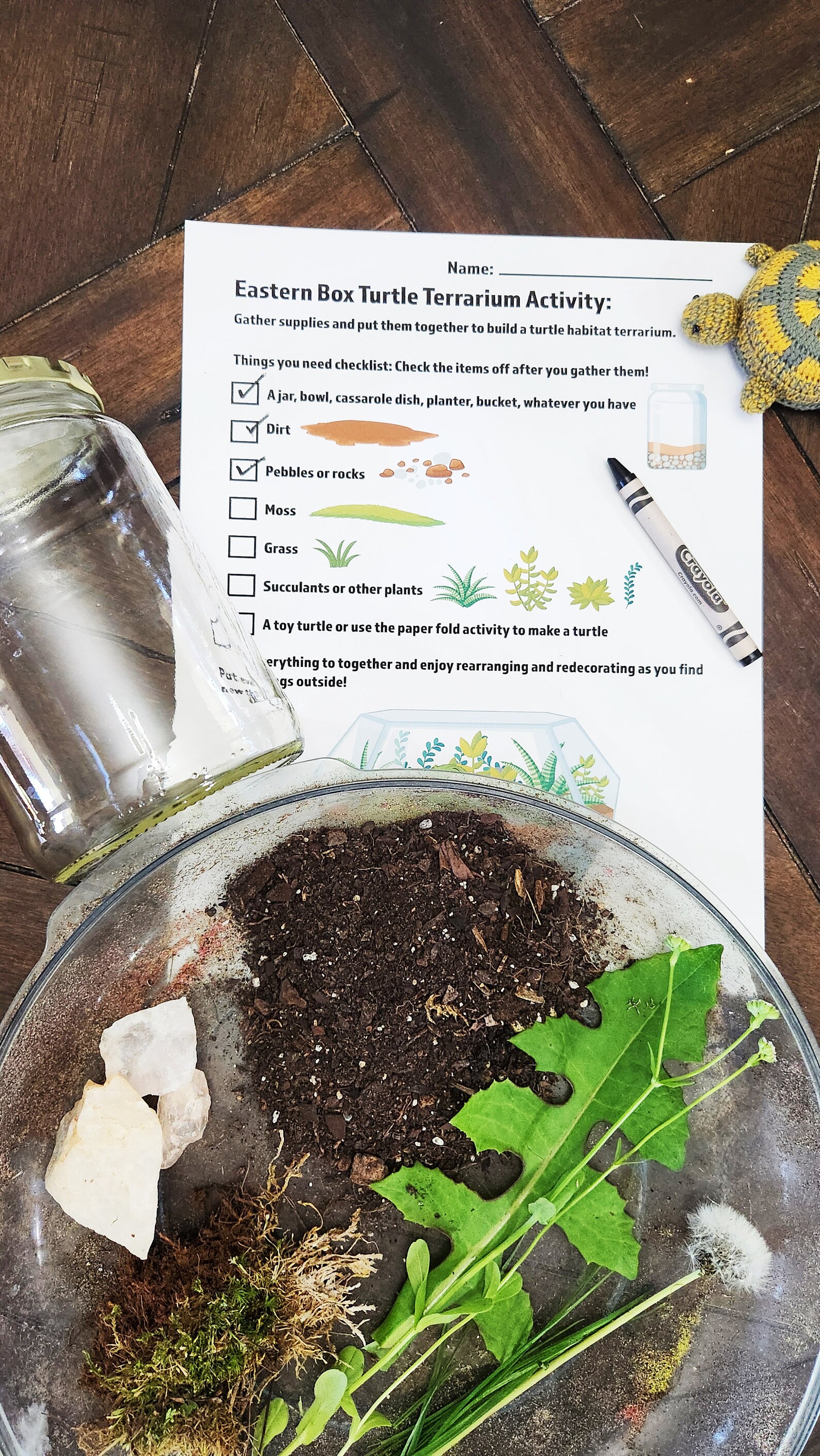 Eastern Box Turtle Study Unit: Homeschool Curriculum (digital Download ...