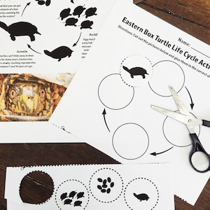 Eastern Box Turtle Study Unit: Homeschool Curriculum (digital Download ...