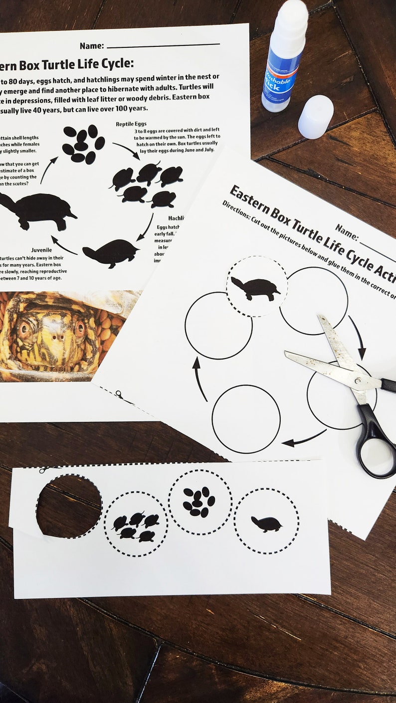 Eastern Box Turtle Study Unit: Homeschool Curriculum (digital Download ...