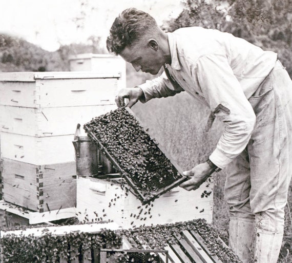 Vintage Photograph Print Bee Keeper With His Hives Beekeeeper | Etsy