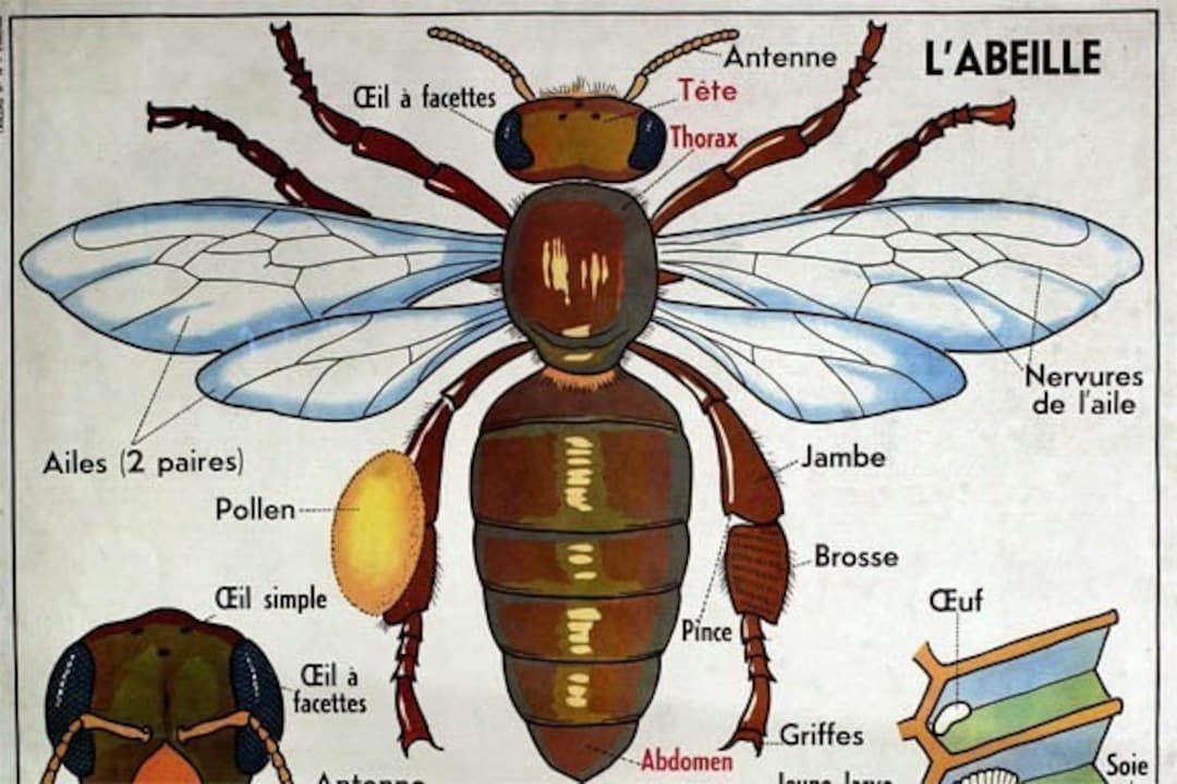 French Honey Bee Color Photograph From Vintage Poster Apiary 8X10 - Etsy