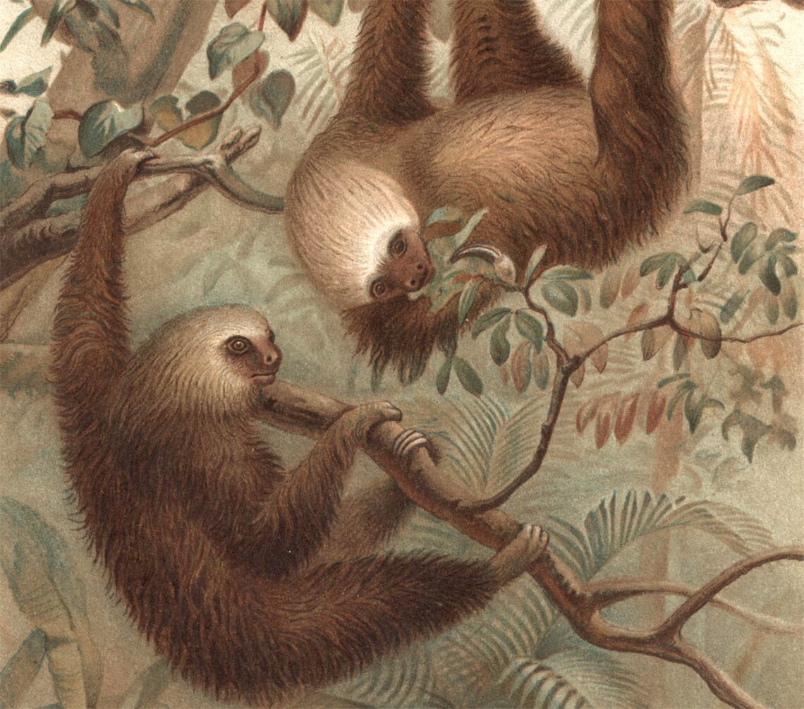 Sloth Family Color Photograph Print From an Original Vintage - Etsy
