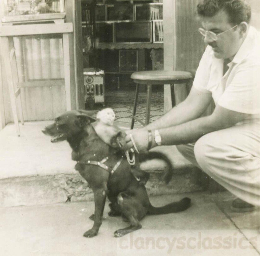 Vintage Photo 1954 Pet Shop Owner Lets Pet Monkey Ride on Back of Dog 2 ...