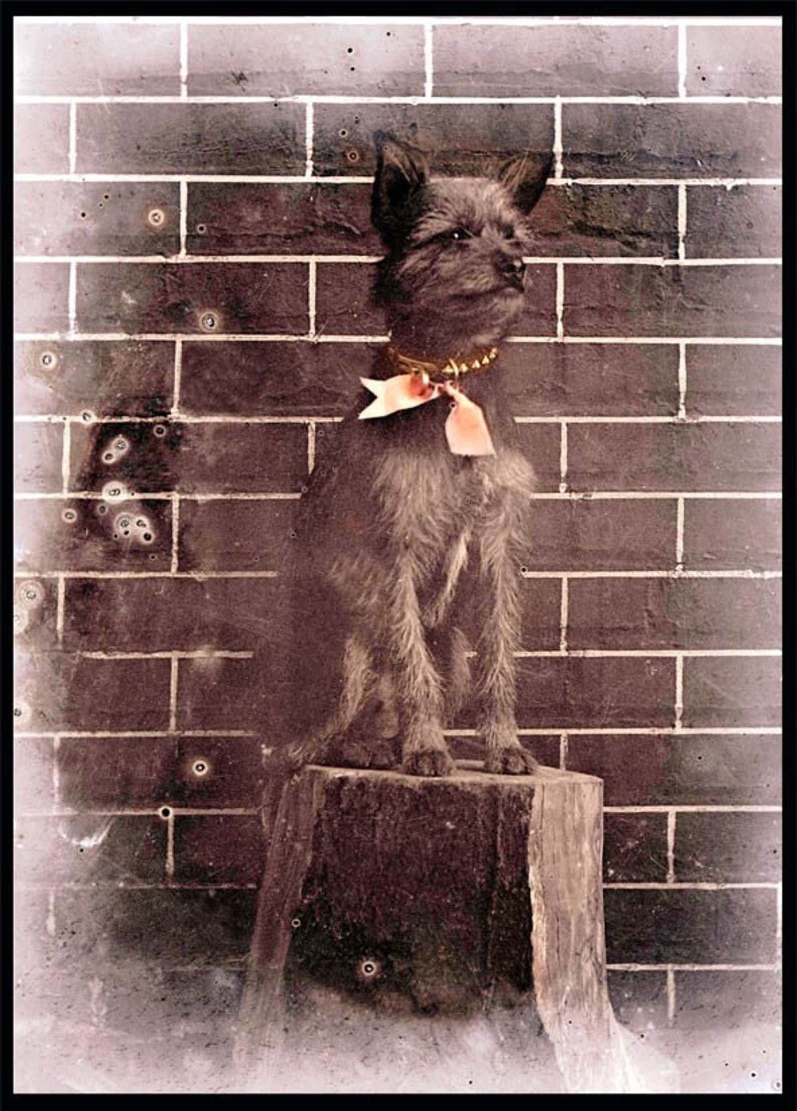 Scruffy Old World Dog Ginger Sits Atop Tree Stump Tinted - Etsy