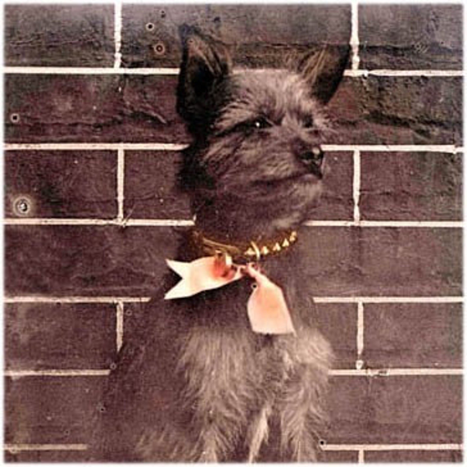 Scruffy Old World Dog Ginger Sits Atop Tree Stump Tinted - Etsy