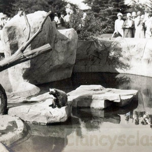 Vintage Photo 1924 Los Angeles California Selig Zoo Bear Luna Park ...