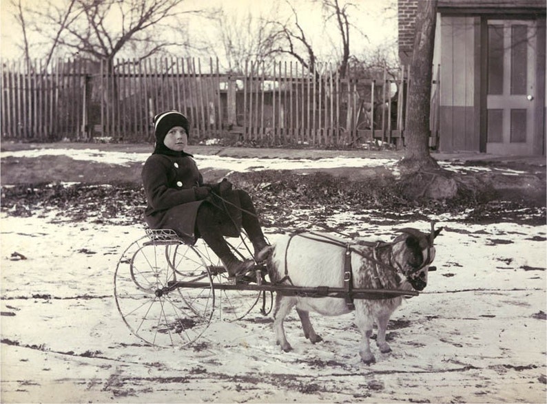 Winter Boy Rides Goat CArt in Snow Vintage Photo Print | Etsy