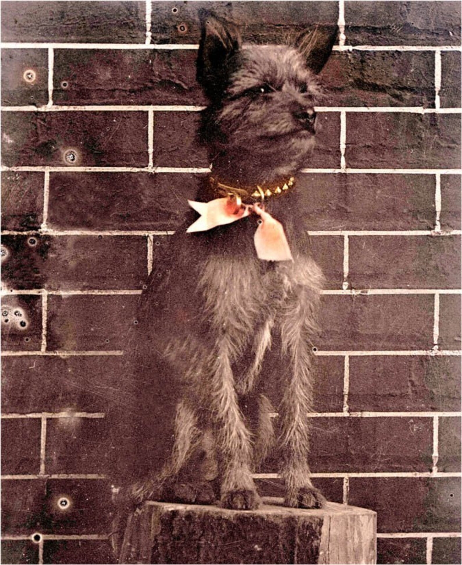 Scruffy Old World Dog Ginger Sits Atop Tree Stump Tinted - Etsy