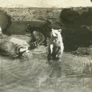 Vintage Photo 1924 Los Angeles California Selig Zoo Bear Luna Park ...