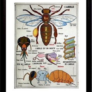 French Honey Bee Color Photograph From Vintage Poster Apiary 8X10 - Etsy