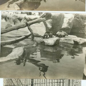 Vintage Photo 1924 Los Angeles California Selig Zoo Bear Luna Park ...