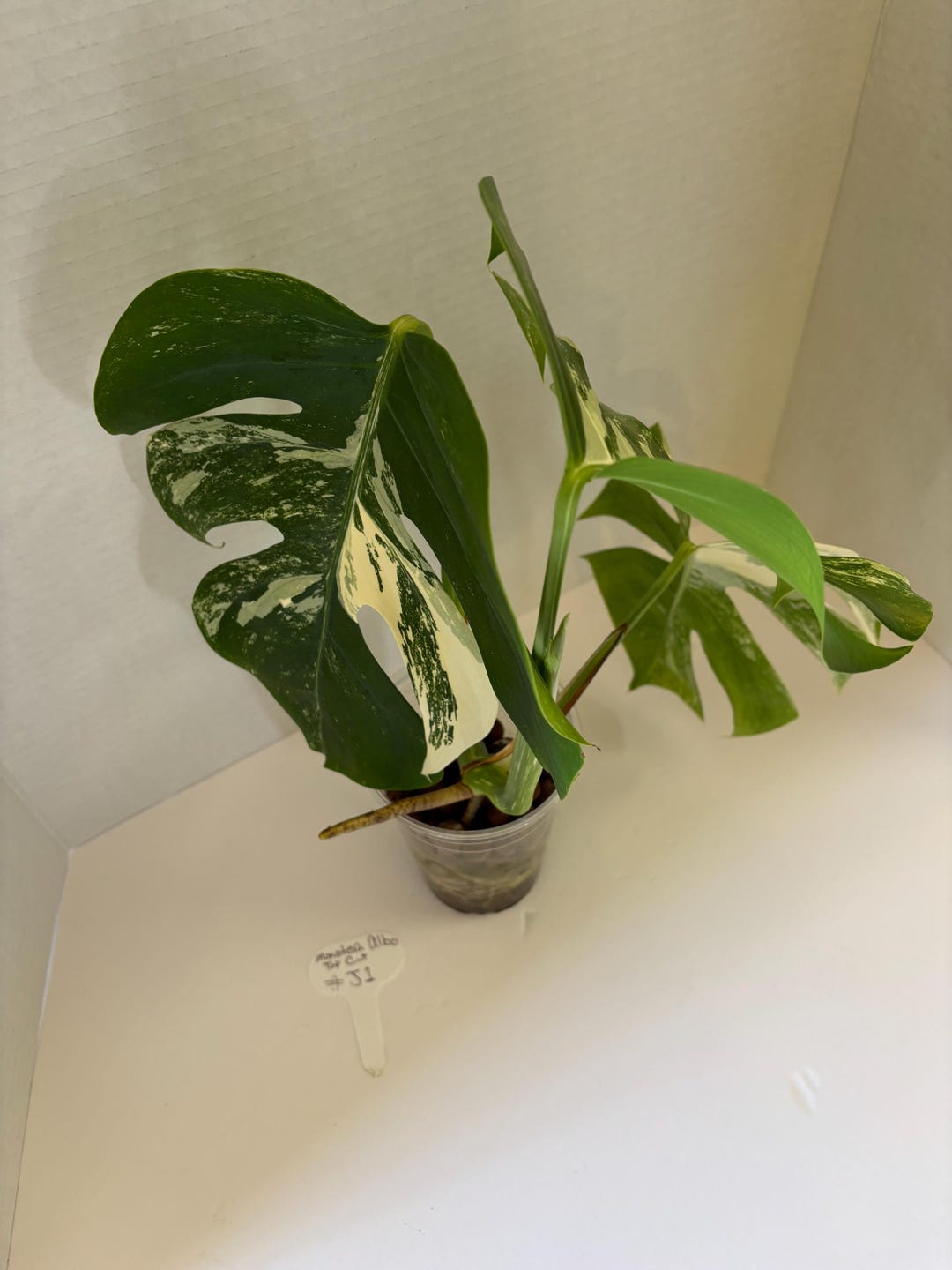 Monstera Albo Top Cut Holiday Special Price - Etsy