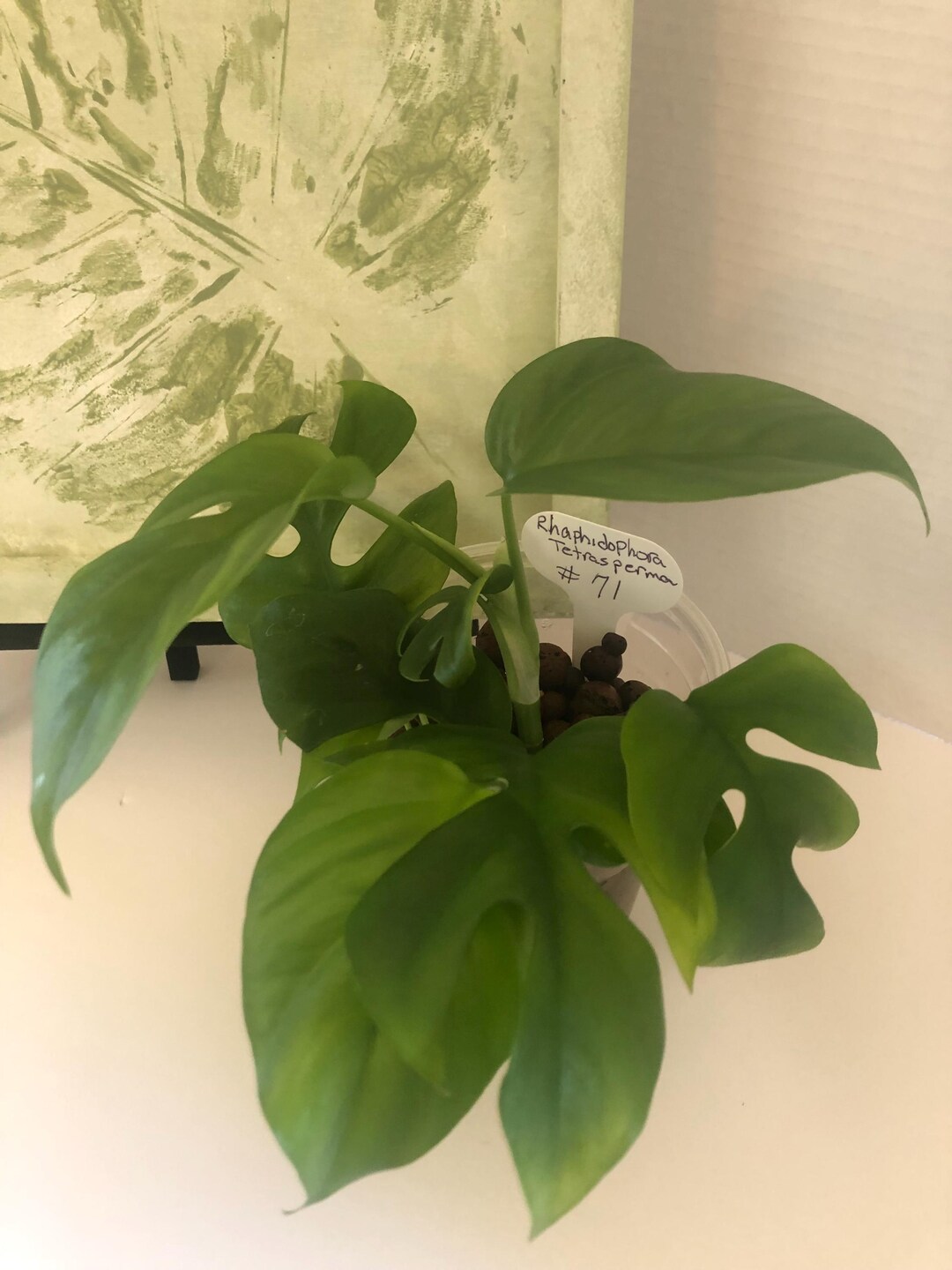 Rhaphidophora Tetrasperma: Climbing House Plant - Etsy
