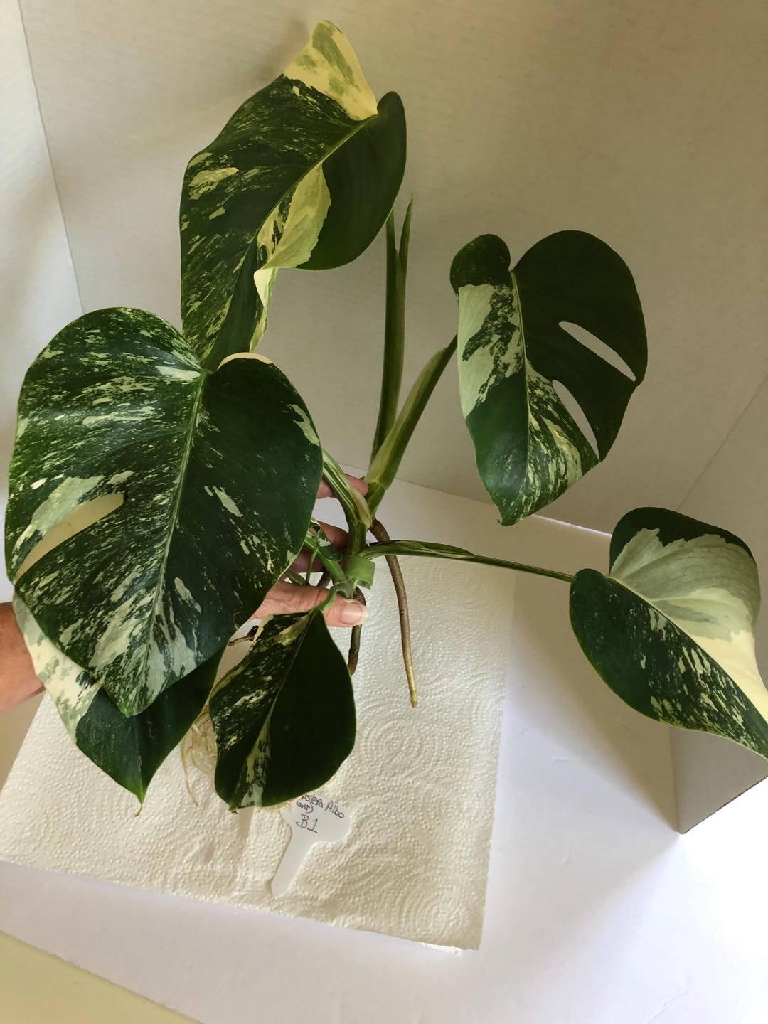 Monstera Albo plant Holiday Special Price - Etsy