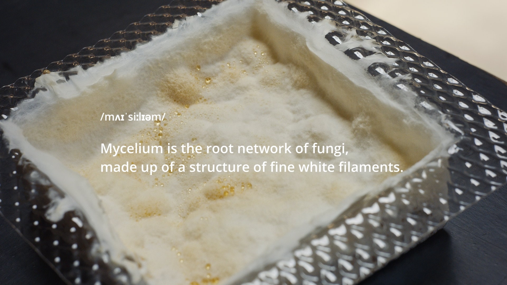 Medium Mylea™ Mycelium Mushroom Leather Sheet - Etsy