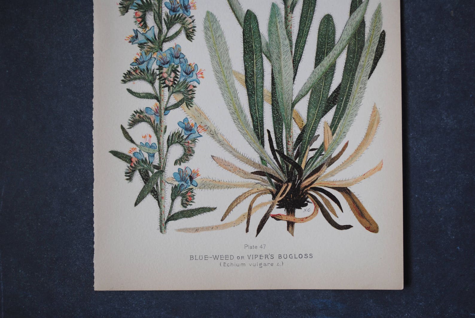 Vintage Botanical Print From Farm Weeds Blue Weed or Vipers - Etsy