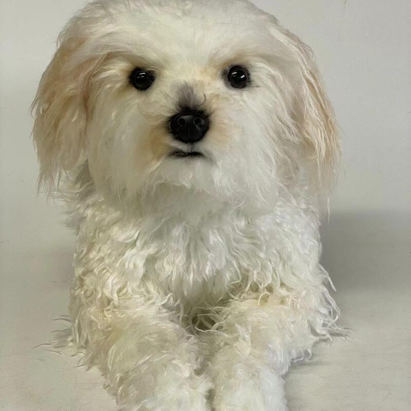 Realistic Stuffed Dogs - Etsy