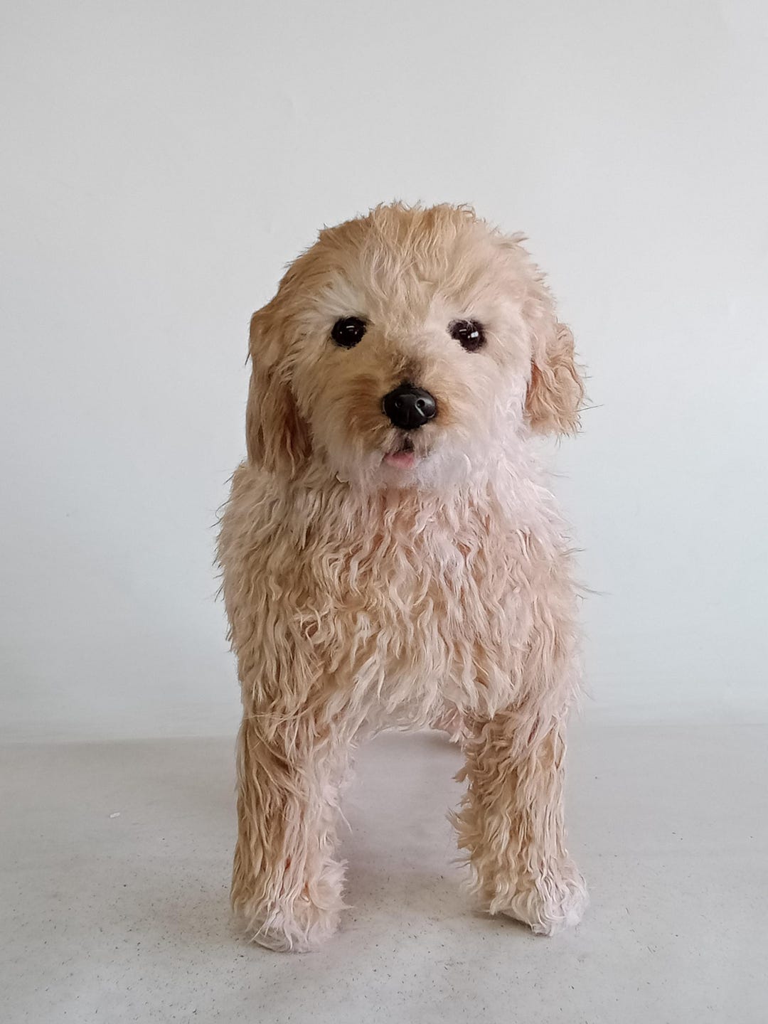 Dragonmoss - Realistic Plush Dogs - Already Made - Not a Custom - Etsy