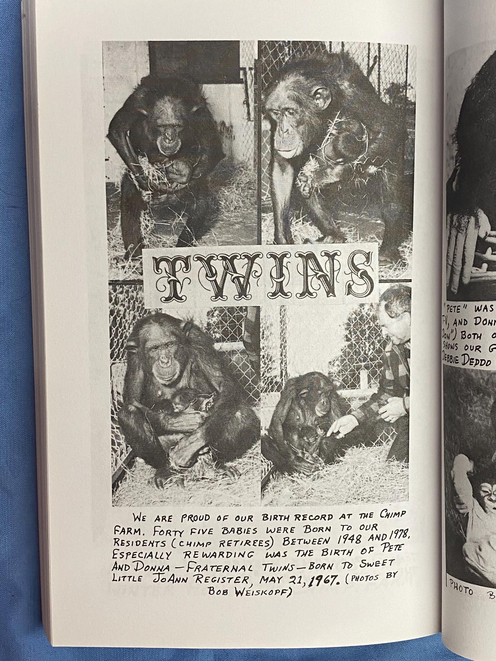 Noell’s Ark Gorilla Show and Chimp Farm Collection; Tarpon Springs ...