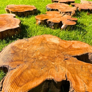 Small Live Edge Olive Wood Cookies Slabs for Crafting, Resin, Wood Art ...