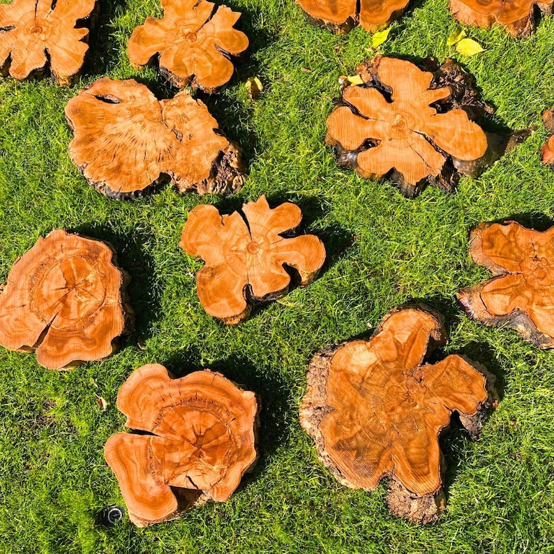 Small Live Edge Olive Wood Cookies Slabs for Crafting, Resin, Wood Art ...