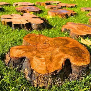 Small Live Edge Olive Wood Cookies Slabs for Crafting, Resin, Wood Art ...