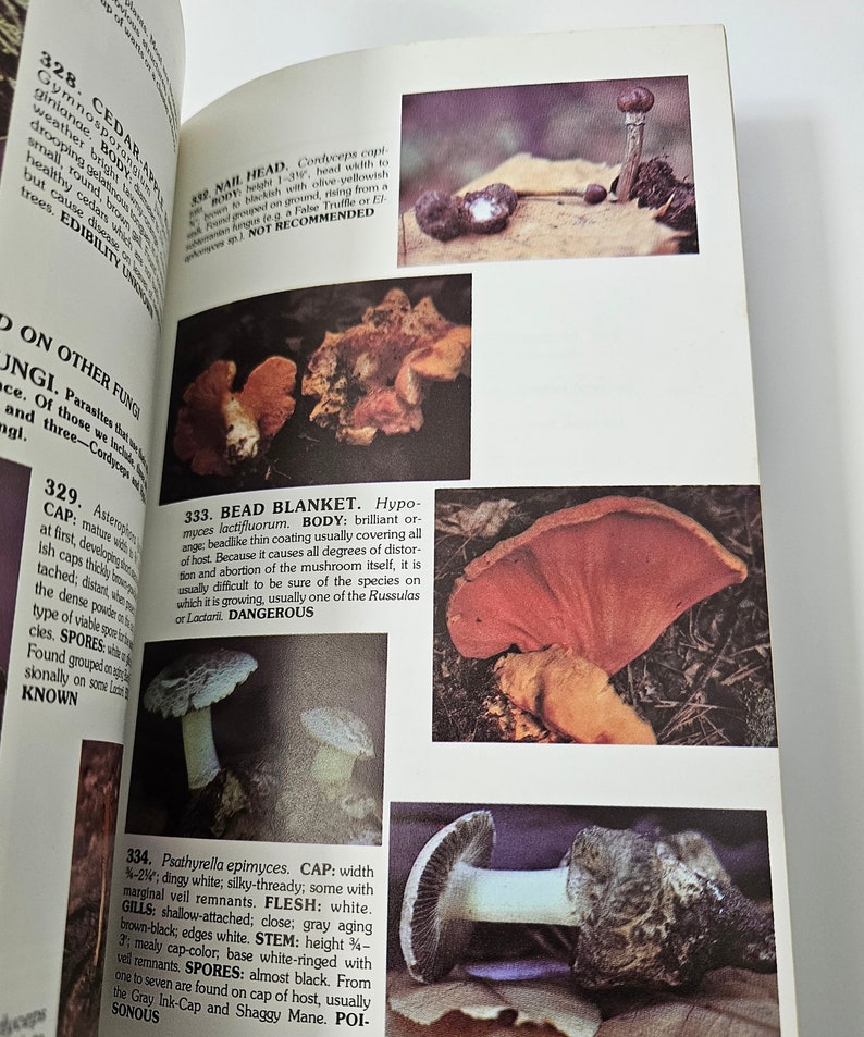 Vintage A Field Guide to Mushrooms and Their Relatives Softbound Book ...