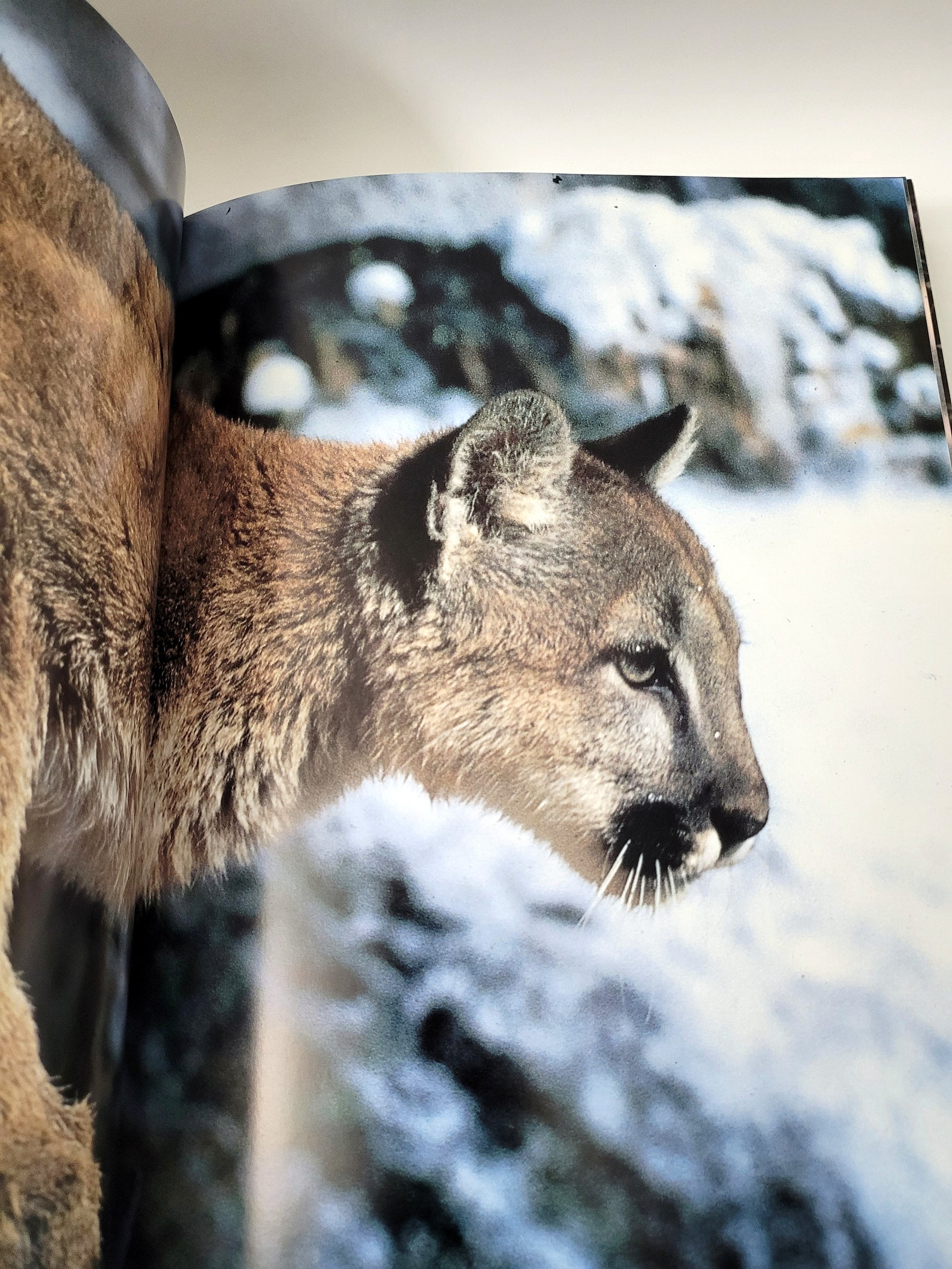 The Audubon Society Book of Wild Cats Hardback Book - Etsy