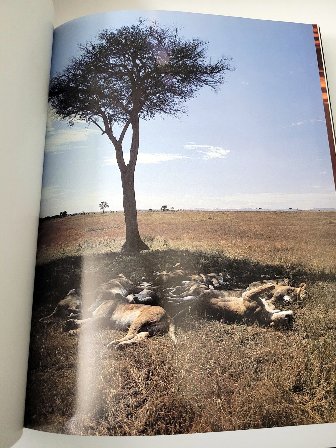 The Audubon Society Book of Wild Cats Hardback Book - Etsy